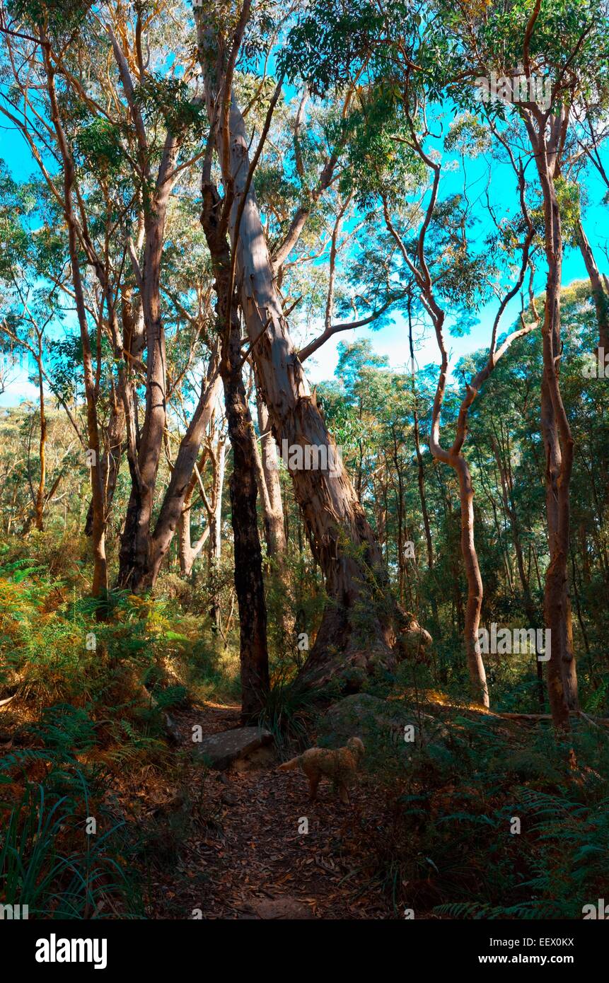 Eucalyptus trees blue leaves hi-res stock photography and images - Alamy