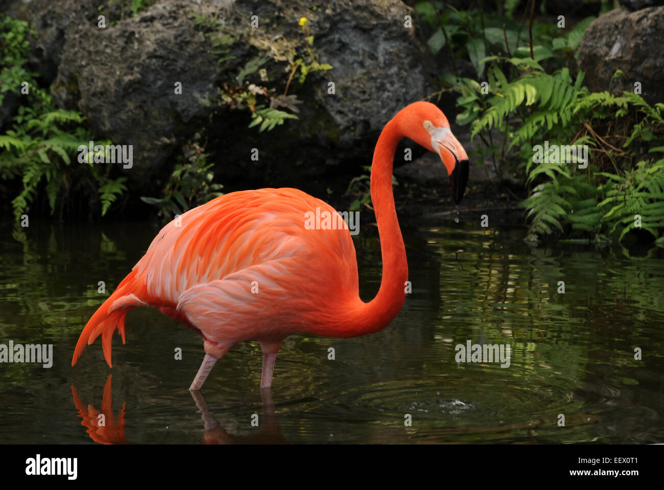 Pink Flamingo Florida Photos