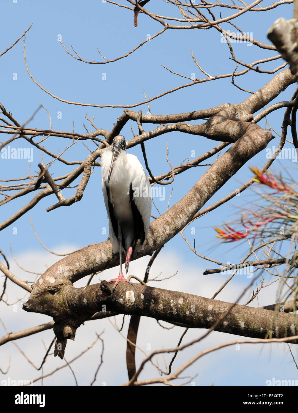 Wood stork commonly seen in the Florida Everglades Stock Photo - Alamy