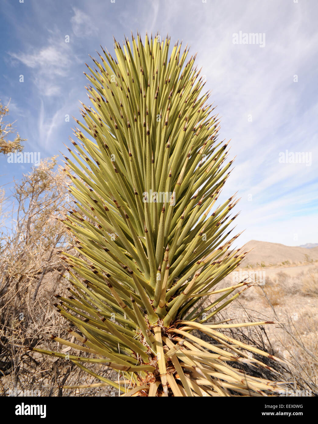 Dry vegetation hi-res stock photography and images - Alamy