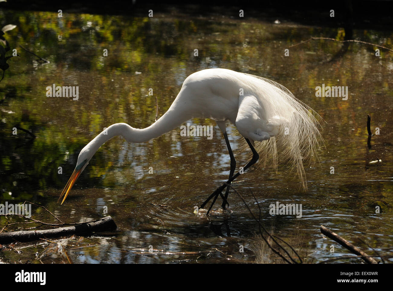 Great egret commonly seen in the Florida Everglades Stock Photo - Alamy