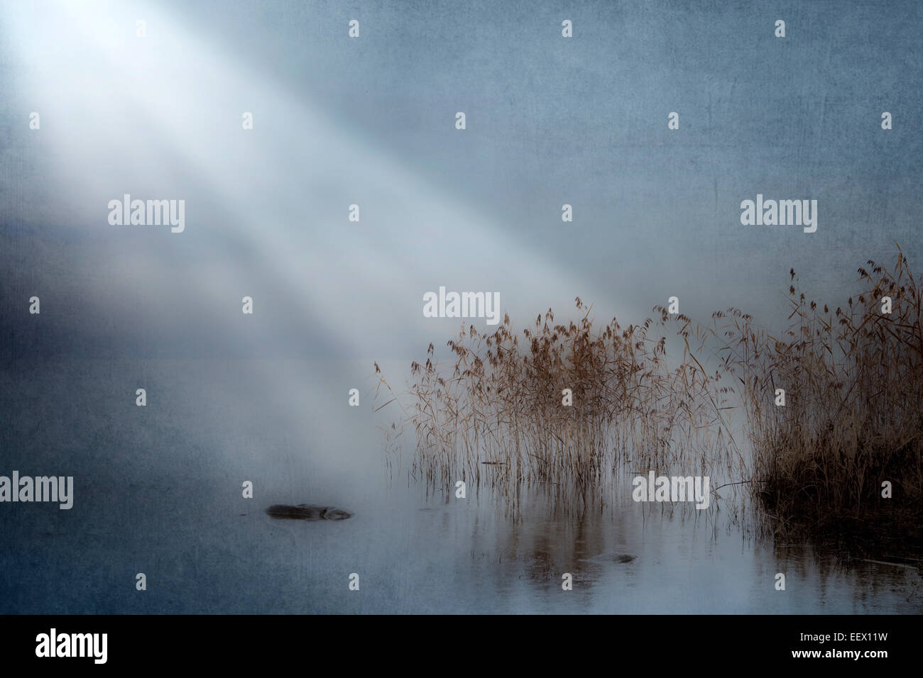 Reed in a lake hi-res stock photography and images - Alamy