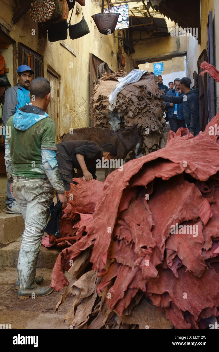 Donkey carrying a pile of dyed animal skins, Chouwara tannery, Fez ...