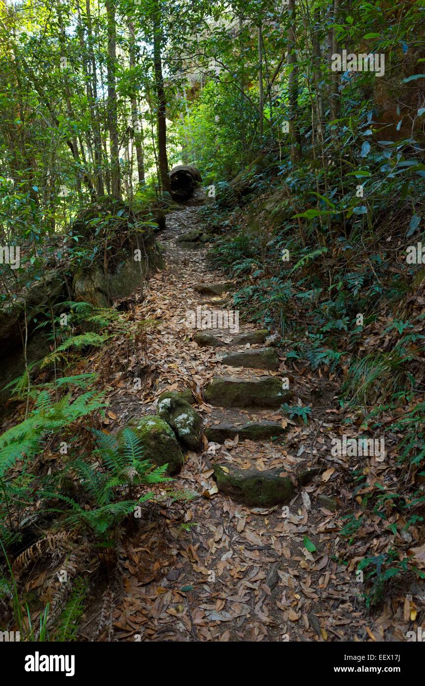 Hiking trail amongst Eucalyptus trees in the Australian bush Stock ...