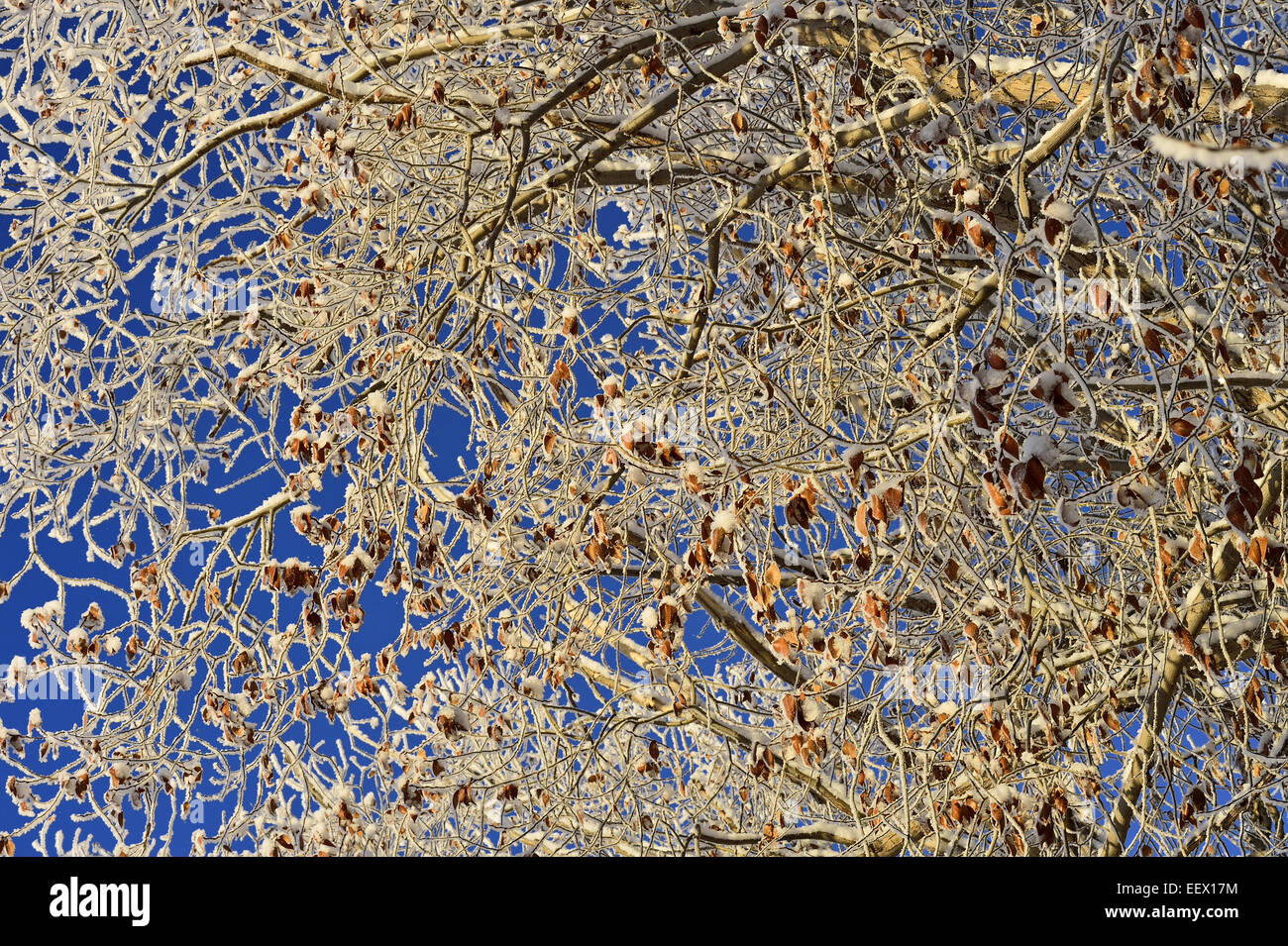 A landscape image of tree branches covered with white frost Stock Photo ...