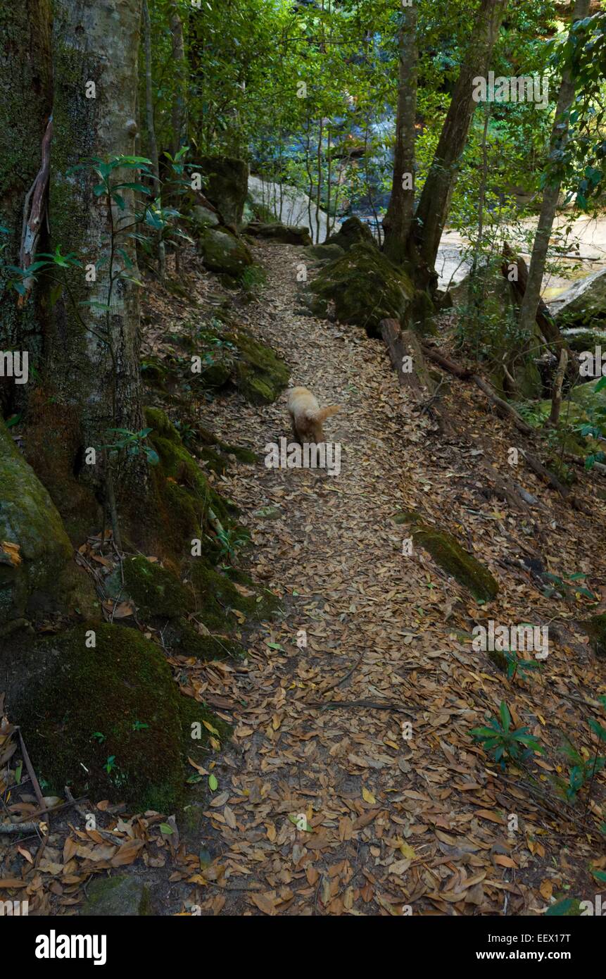 Hiking trail amongst Eucalyptus trees in the Australian bush Stock ...