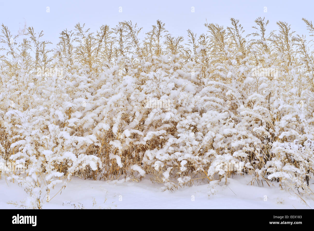 Snow covered wild grass hi-res stock photography and images - Alamy