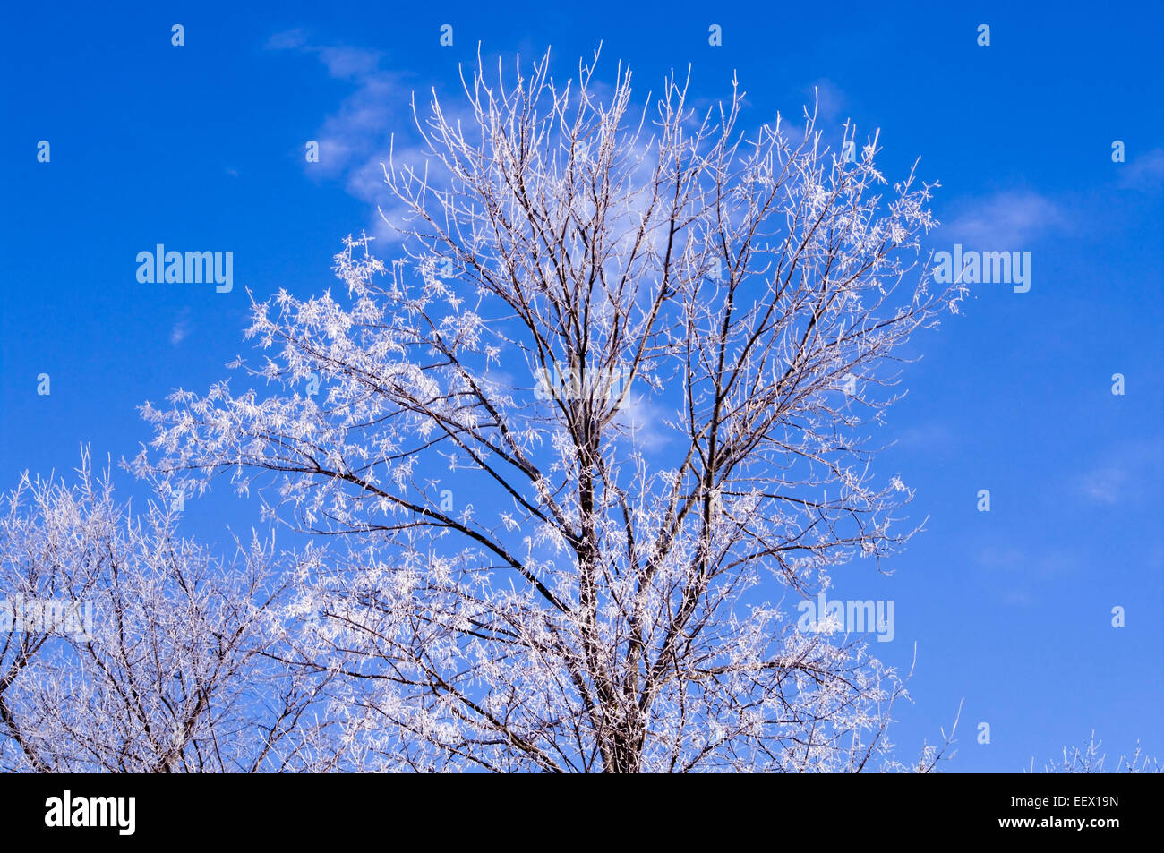 Frosted tree hi-res stock photography and images - Alamy