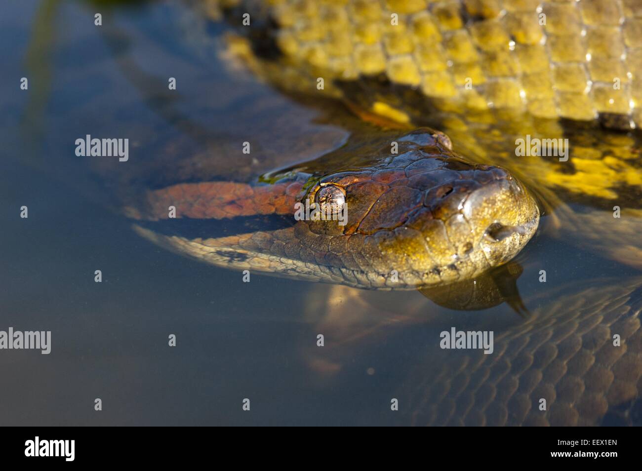 Green Anaconda Snake High Resolution Stock Photography and Images - Alamy