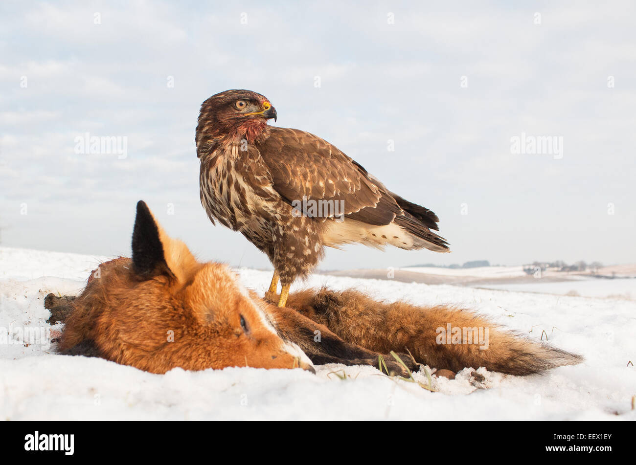 buzzard on red fox in snow Stock Photo - Alamy