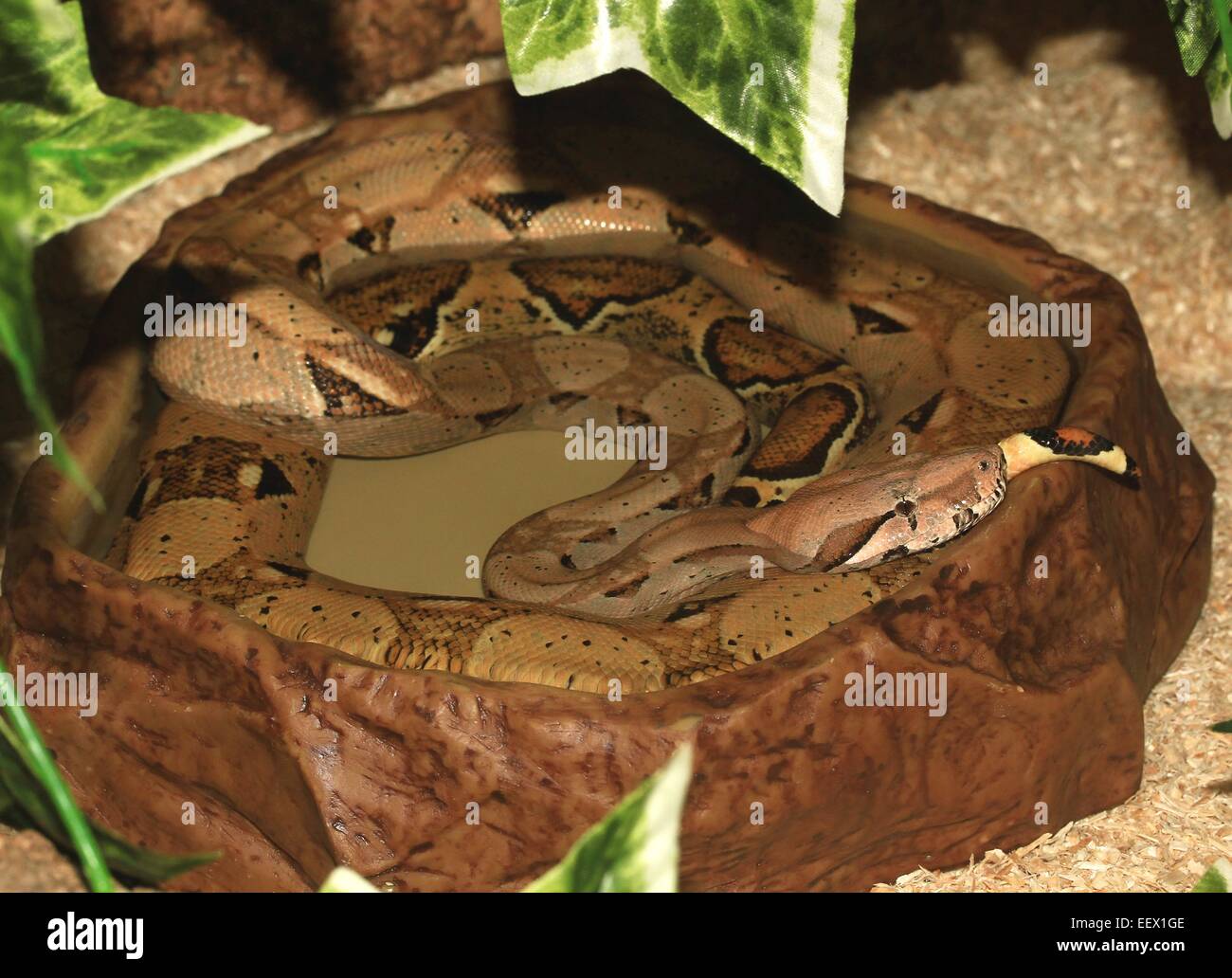 Nonvenomous Snakes High Resolution Stock Photography and Images - Alamy