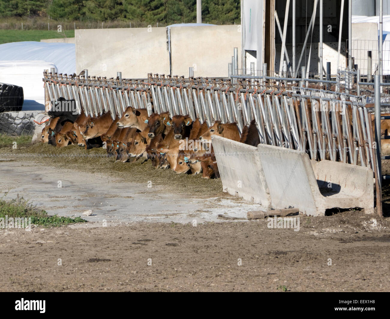 Jersey cattle in small feed pen Stock Photo - Alamy