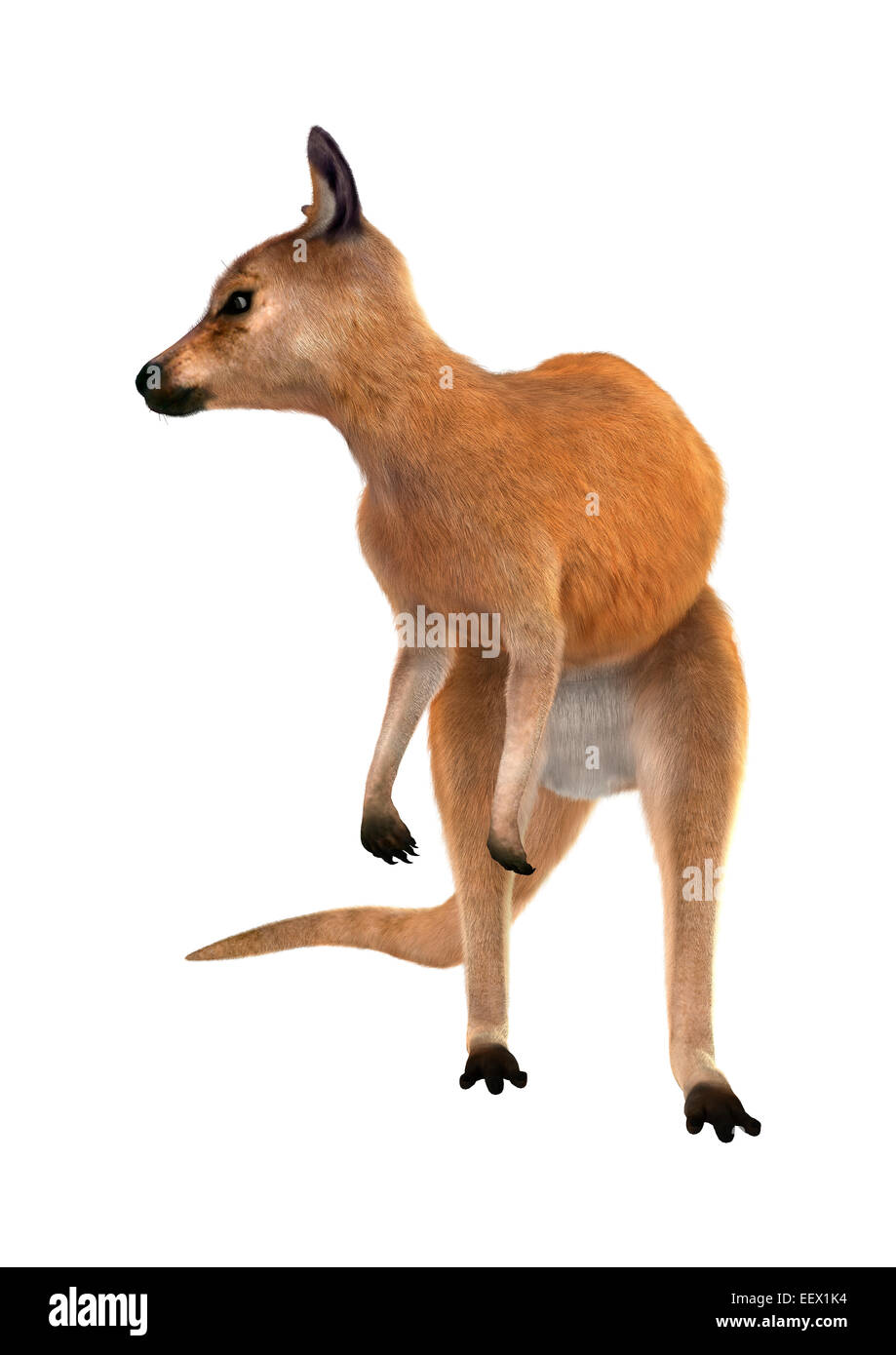 3D digital render of a red kangaroo isolated on white background Stock ...