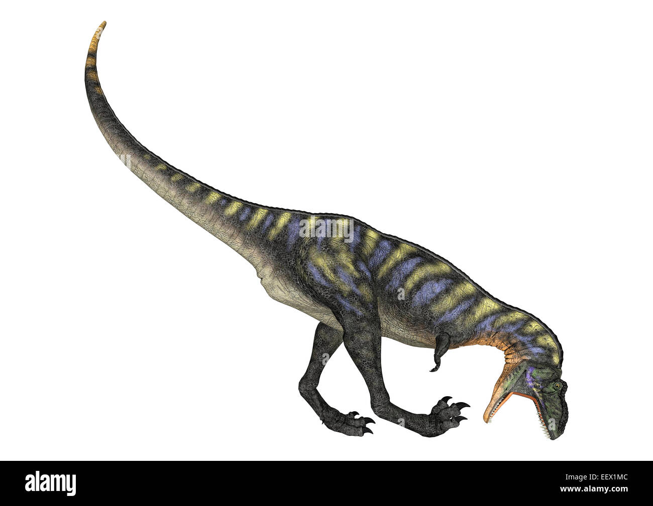 3D digital render of a dinosaur Aucasaurus isolated on white background ...