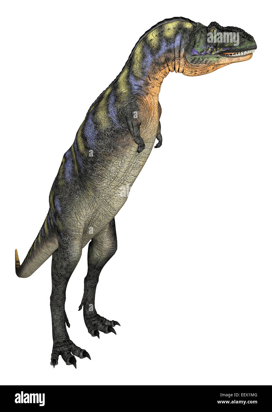 3D digital render of a dinosaur Aucasaurus isolated on white background ...