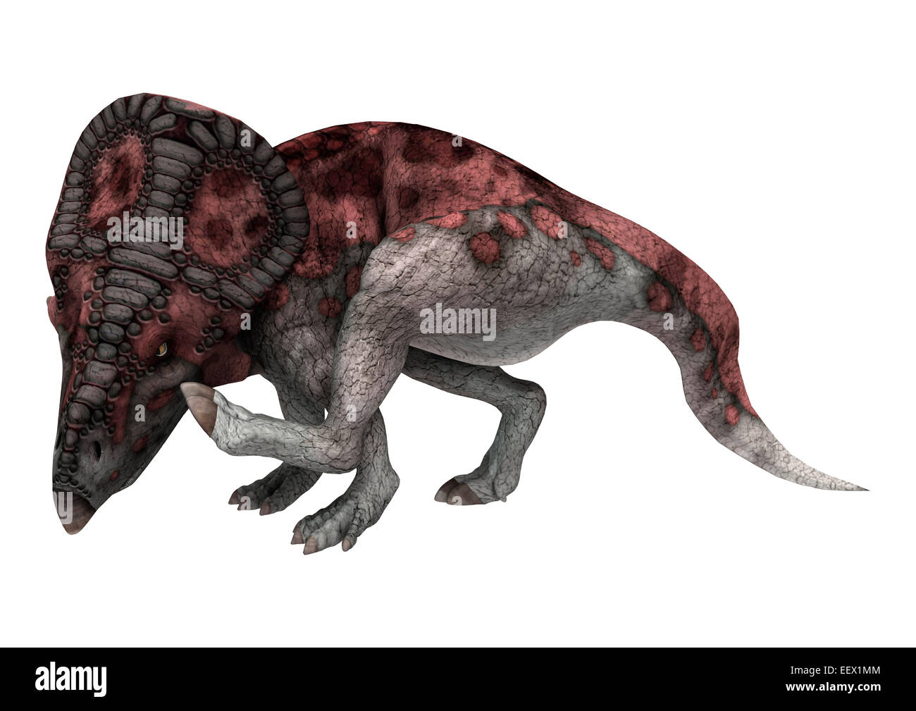 3D digital render of a dinosaur protoceratops scratching himself ...