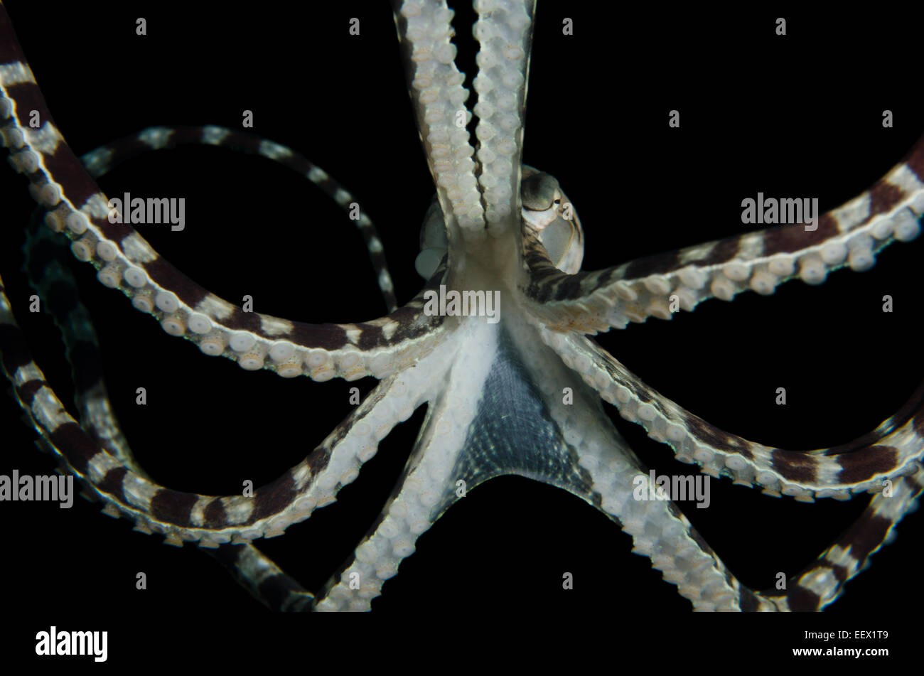 Mimic octopus hi-res stock photography and images - Alamy