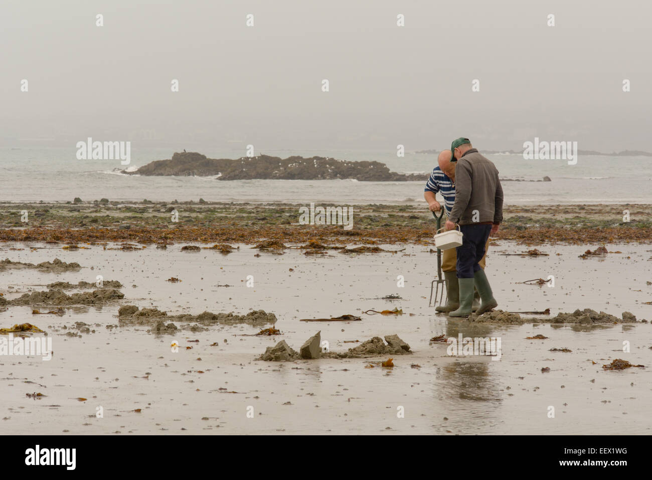Men digging for cockles on beach on cold wet autumn day at Marazion ...