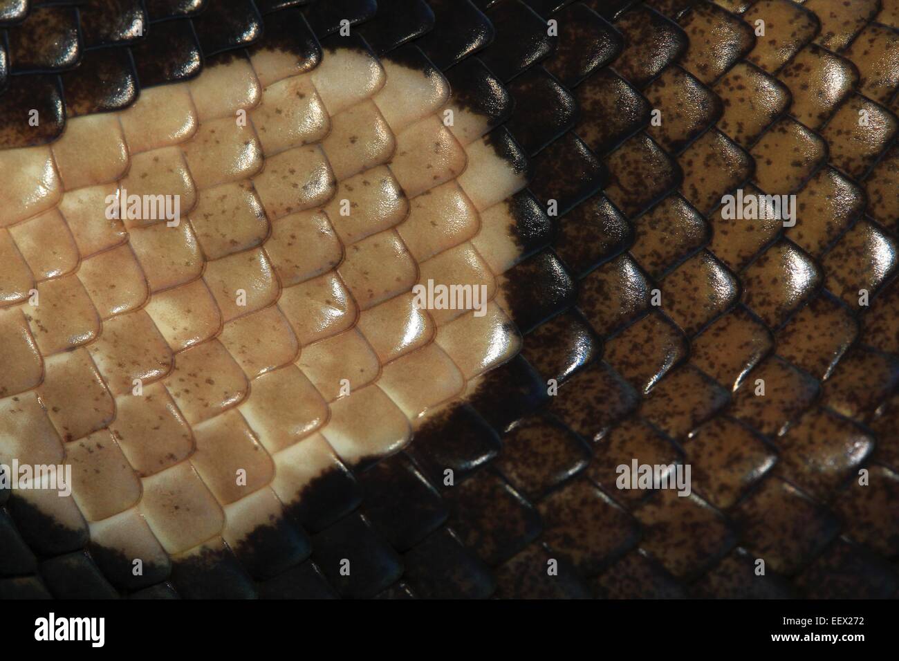 Snake Skin High Resolution Stock Photography and Images - Alamy