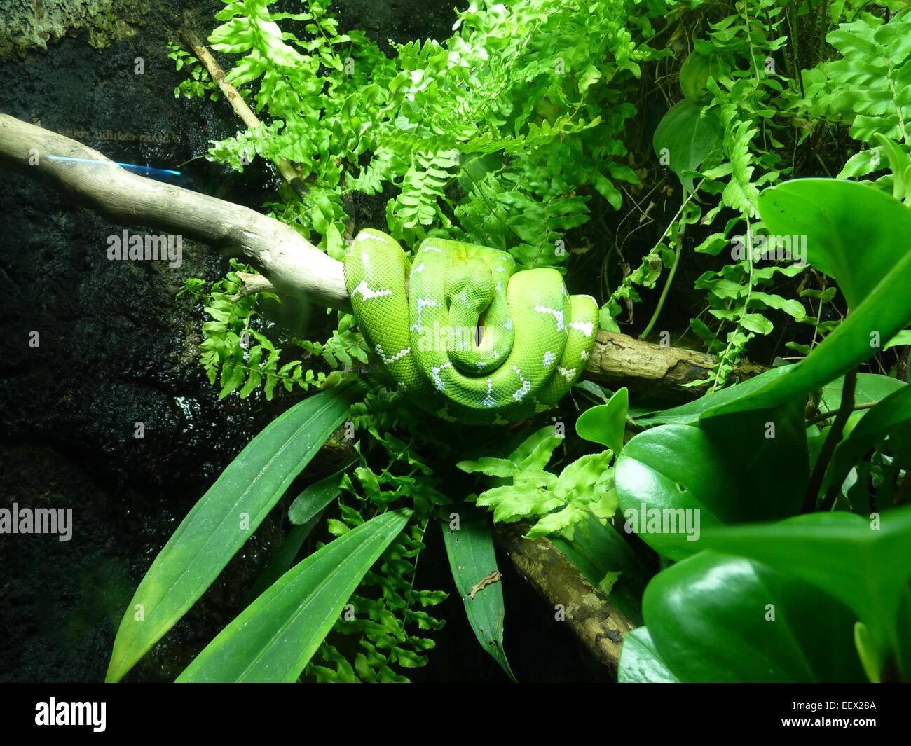 Legless Body High Resolution Stock Photography and Images - Alamy