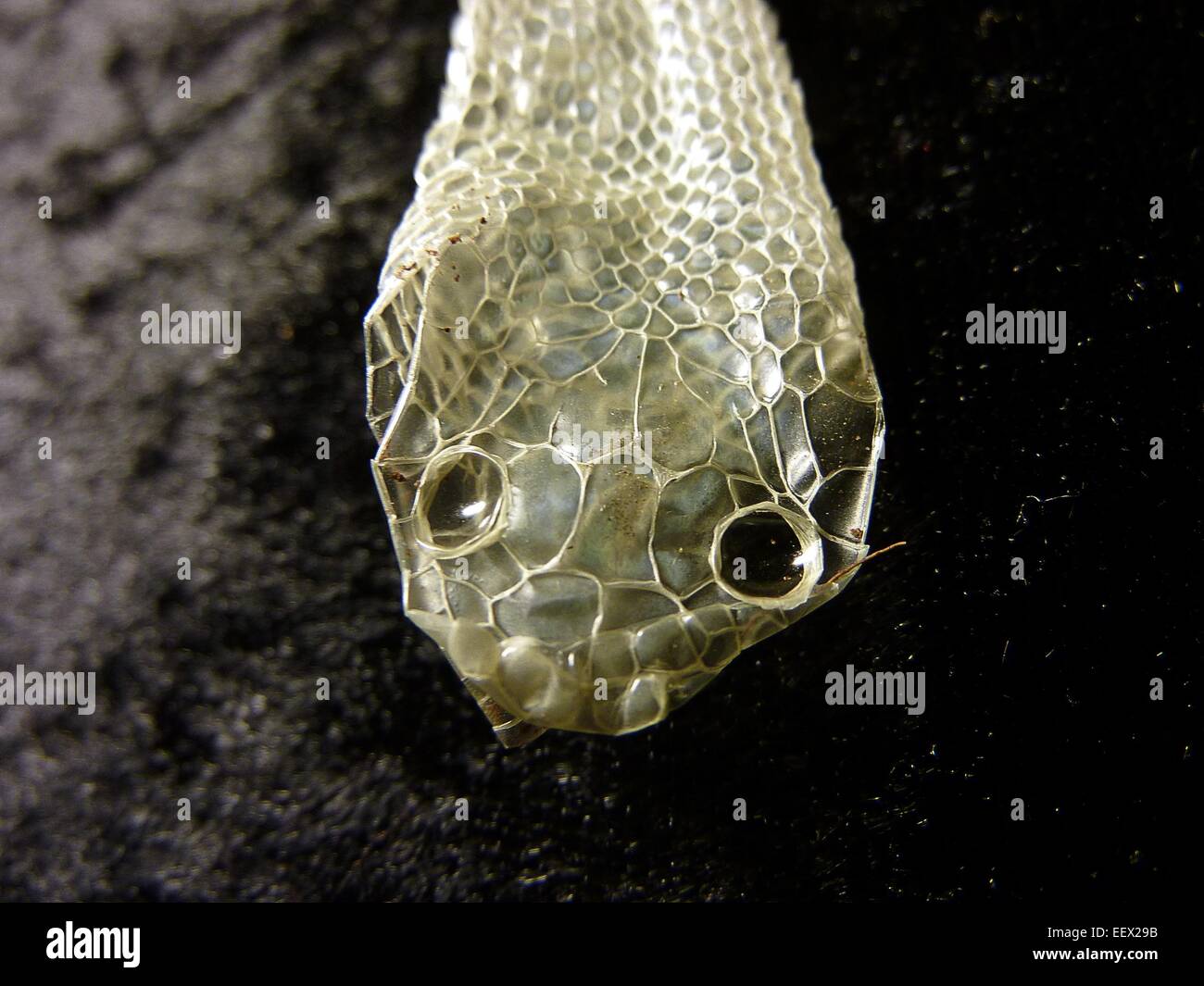 Shed Skin Snake High Resolution Stock Photography and Images - Alamy