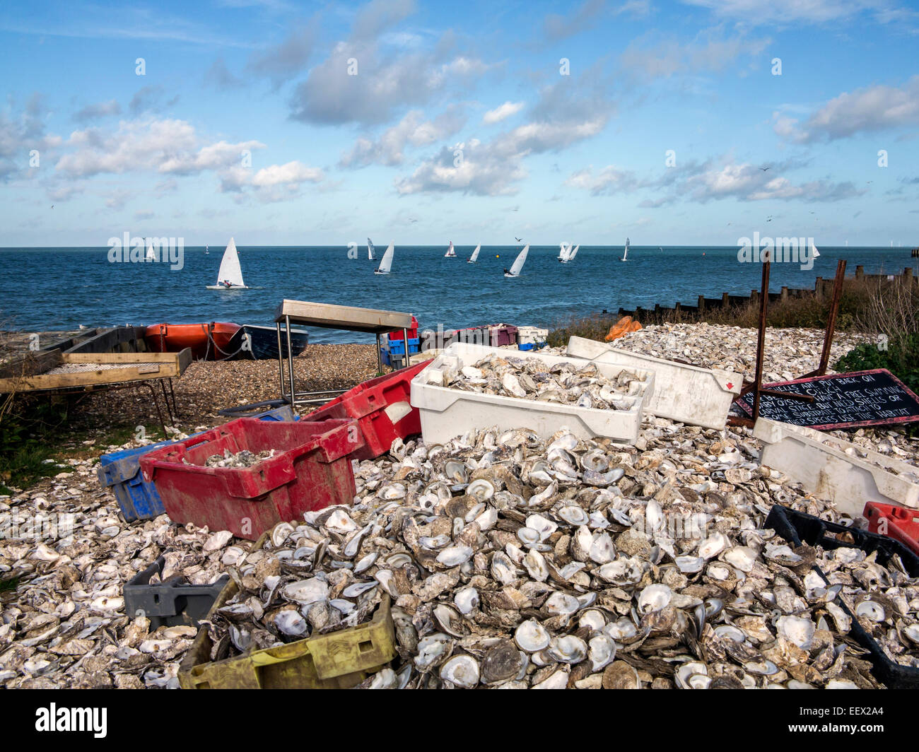 Oyster shells on beach Stock Photo - Alamy