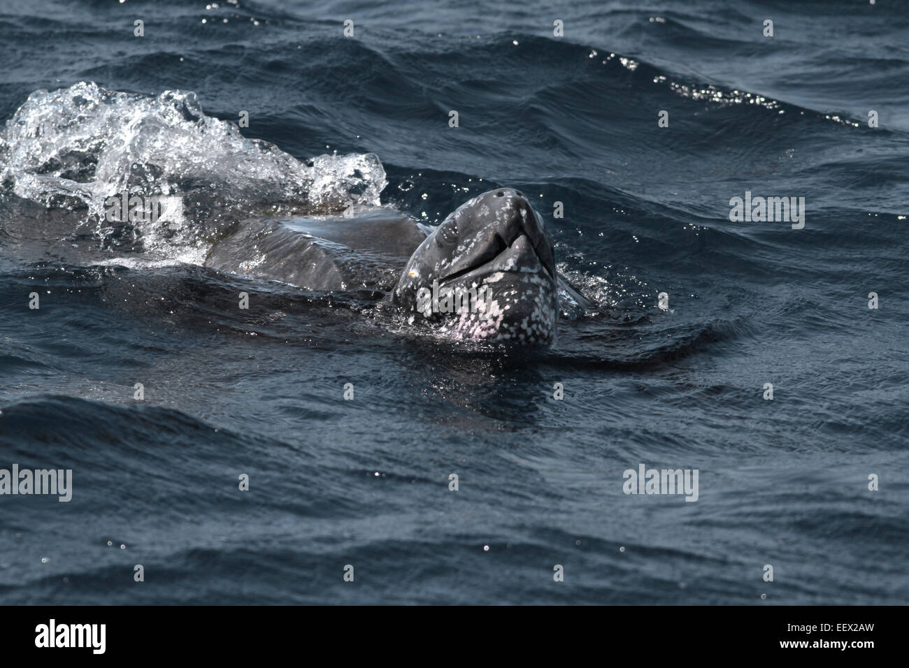 Leatherback sea turtle swim hi-res stock photography and images - Alamy