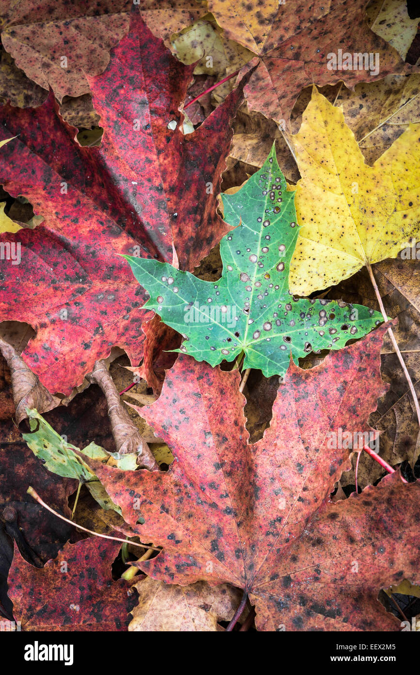 Shades of color tones hi-res stock photography and images - Alamy