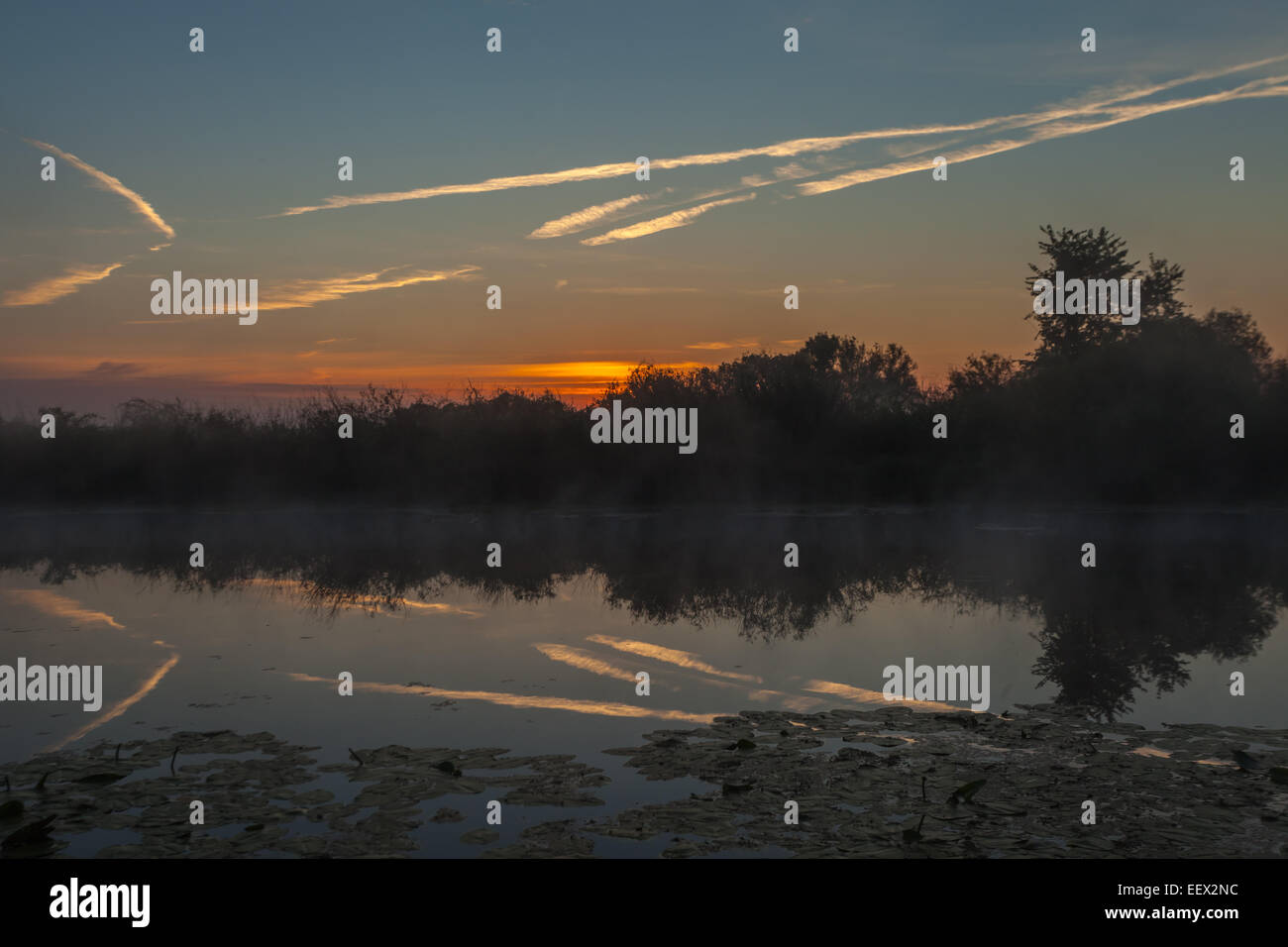 Beams of morning sun filtering through the tree and fog Stock Photo - Alamy