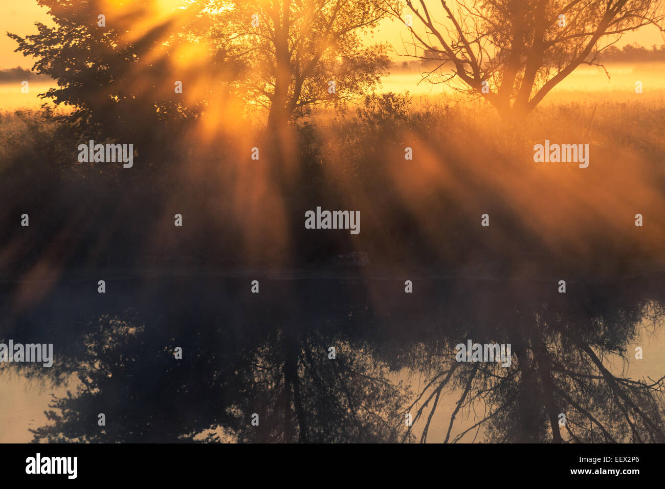 Beams of morning sun filtering through the tree and fog Stock Photo - Alamy