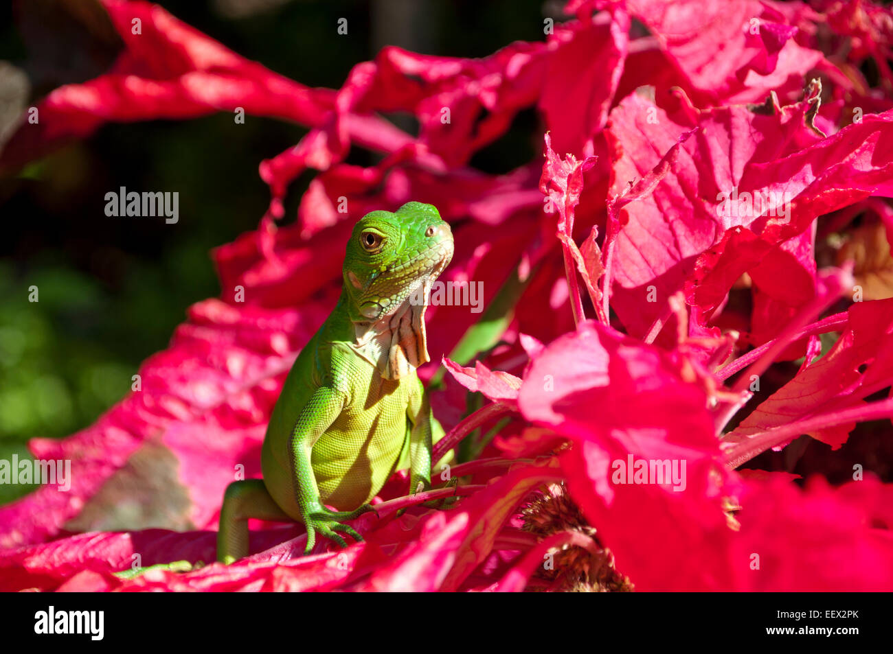 Red blue and green iguana hi-res stock photography and images - Alamy