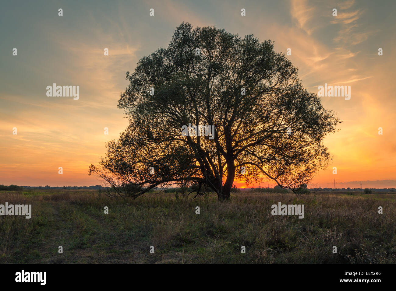 Beams of morning sun filtering through the tree and fog Stock Photo - Alamy