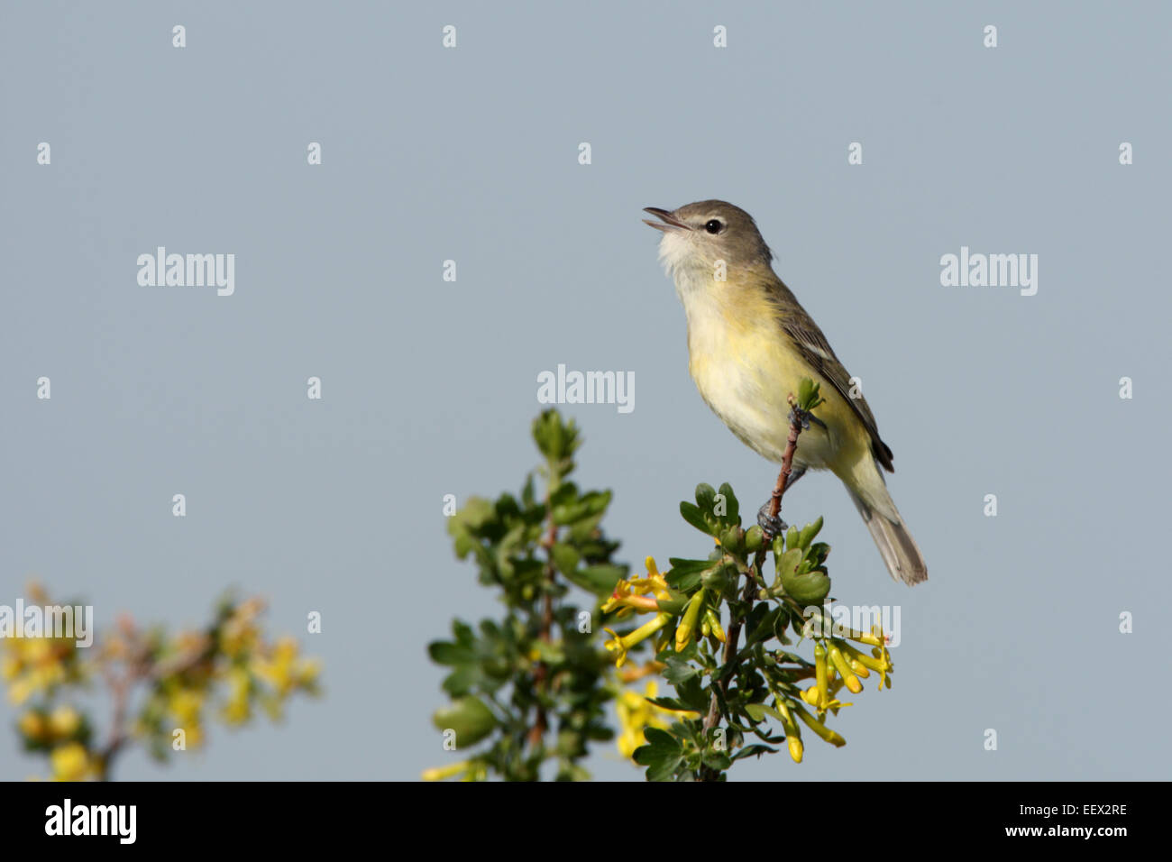 Bell's Vireo singing perching Bird Ornithology Science Nature Wildlife ...