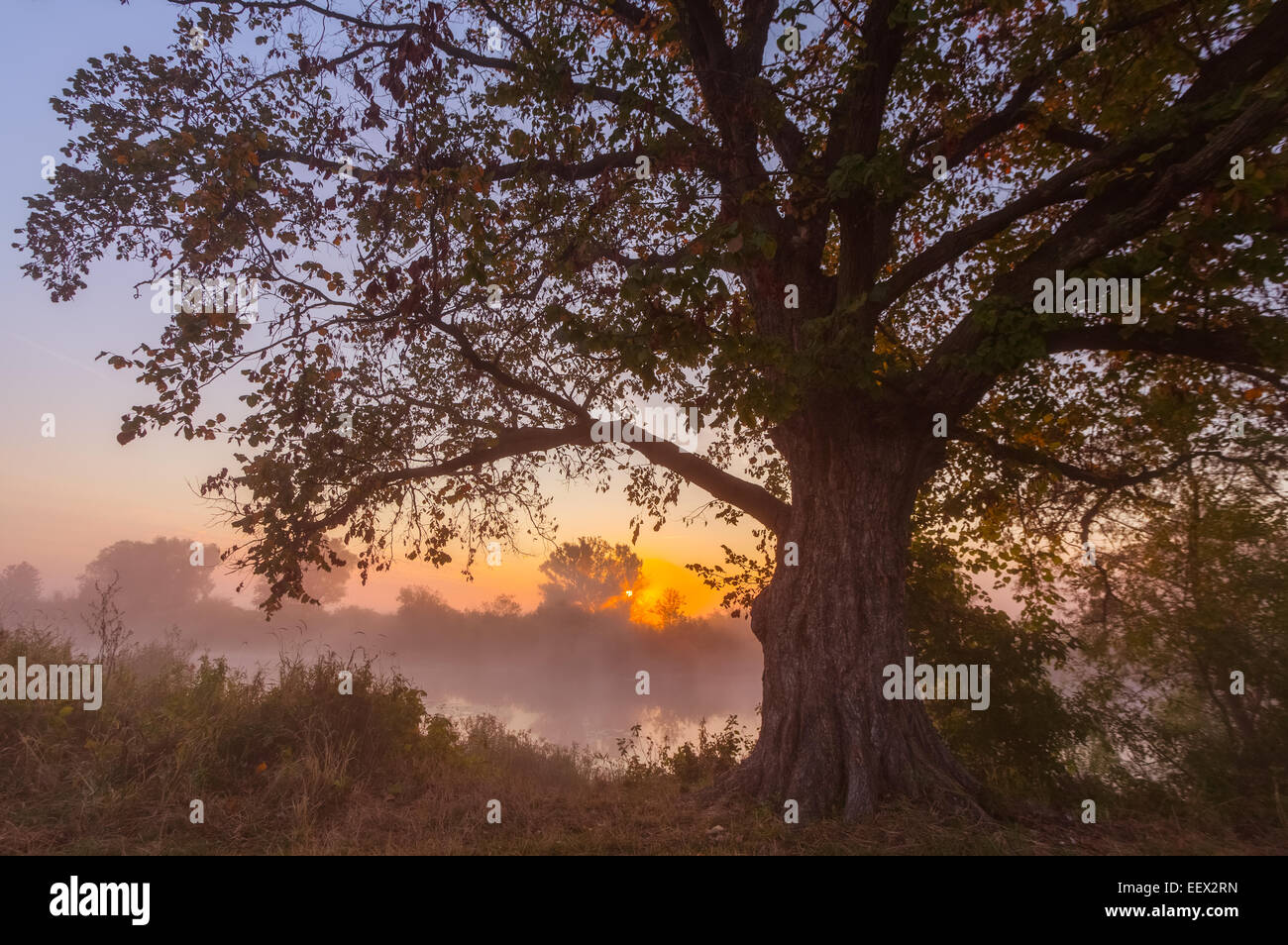 Beams of morning sun filtering through the tree and fog Stock Photo - Alamy