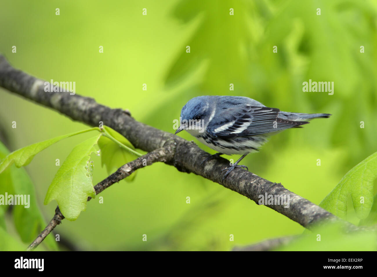 Cerulean Warbler perching in Oak tree Bird Ornithology Science Nature ...