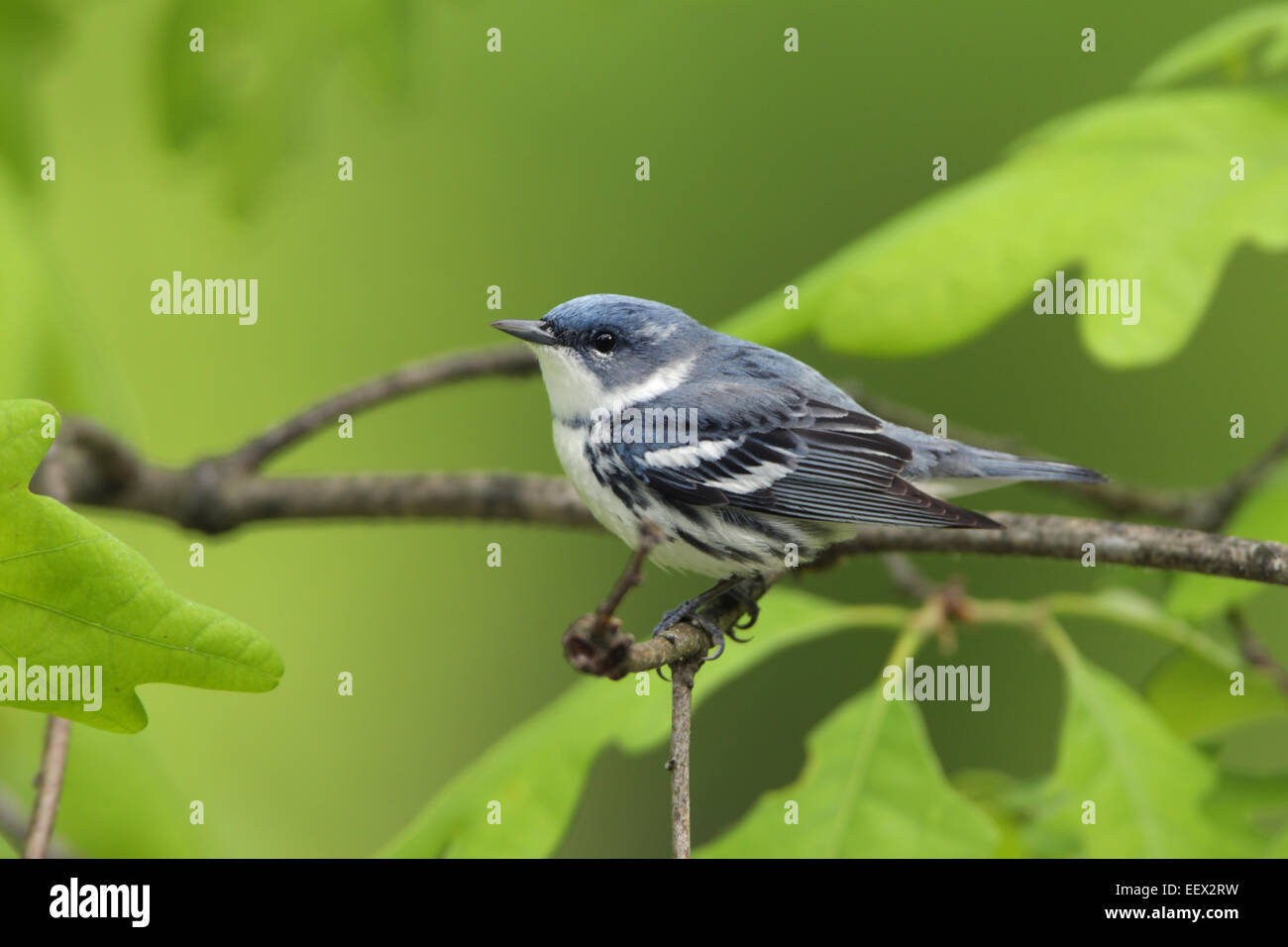 Warblers songbirds dendroica cerulea hi-res stock photography and ...
