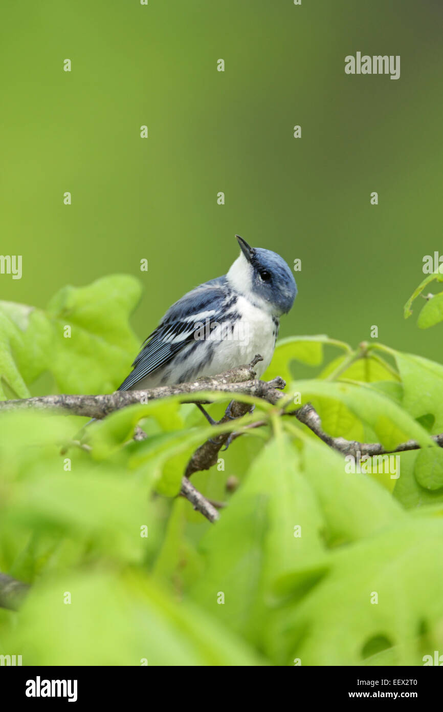 Cerulean Warbler in Oak tree vertical Bird Ornithology Science Nature ...