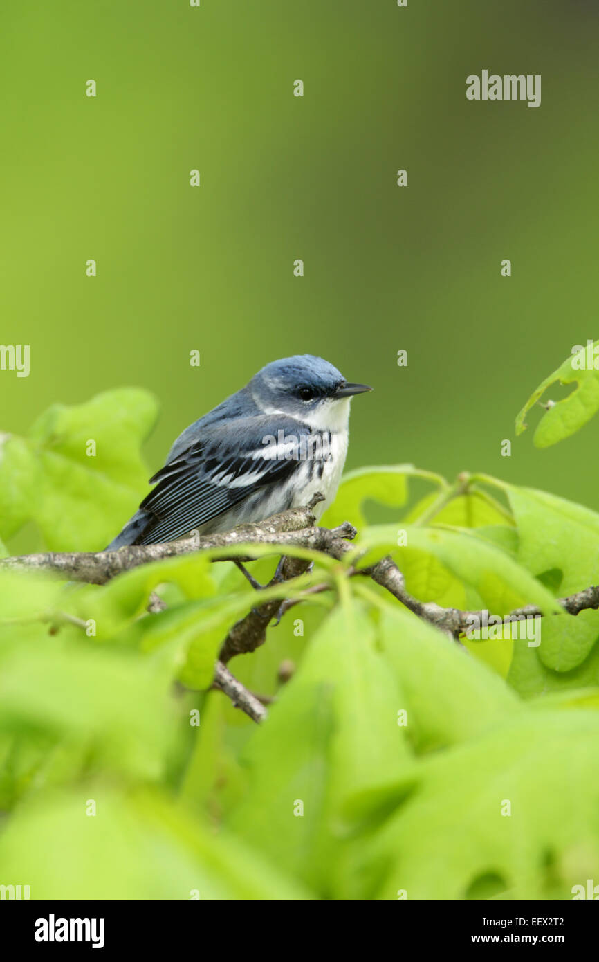 Cerulean Warbler perching in Oak tree vertical Bird Ornithology Science ...