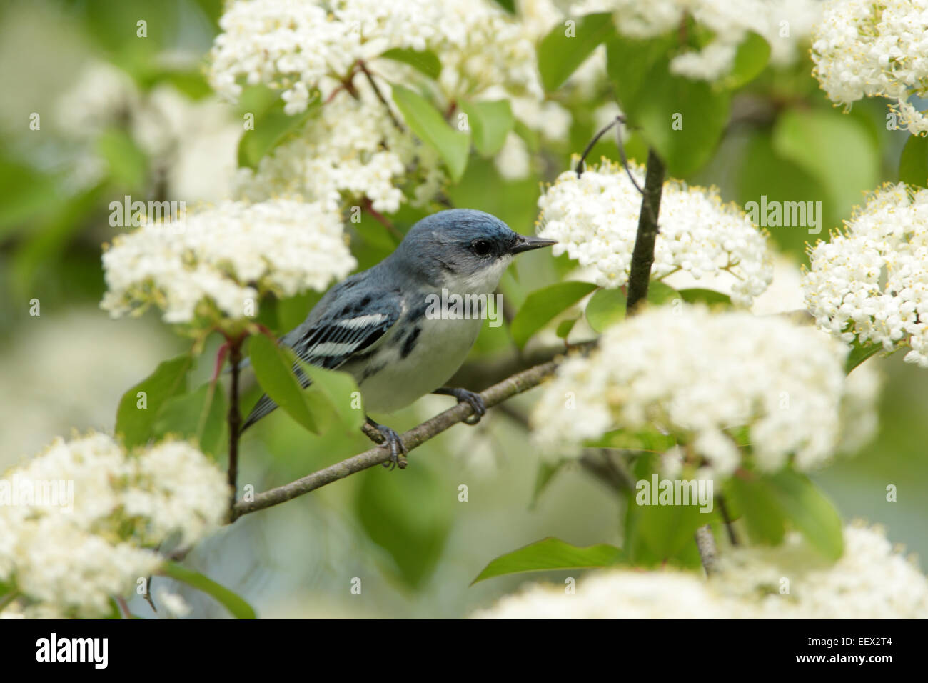 Warblers songbirds dendroica cerulea hi-res stock photography and ...