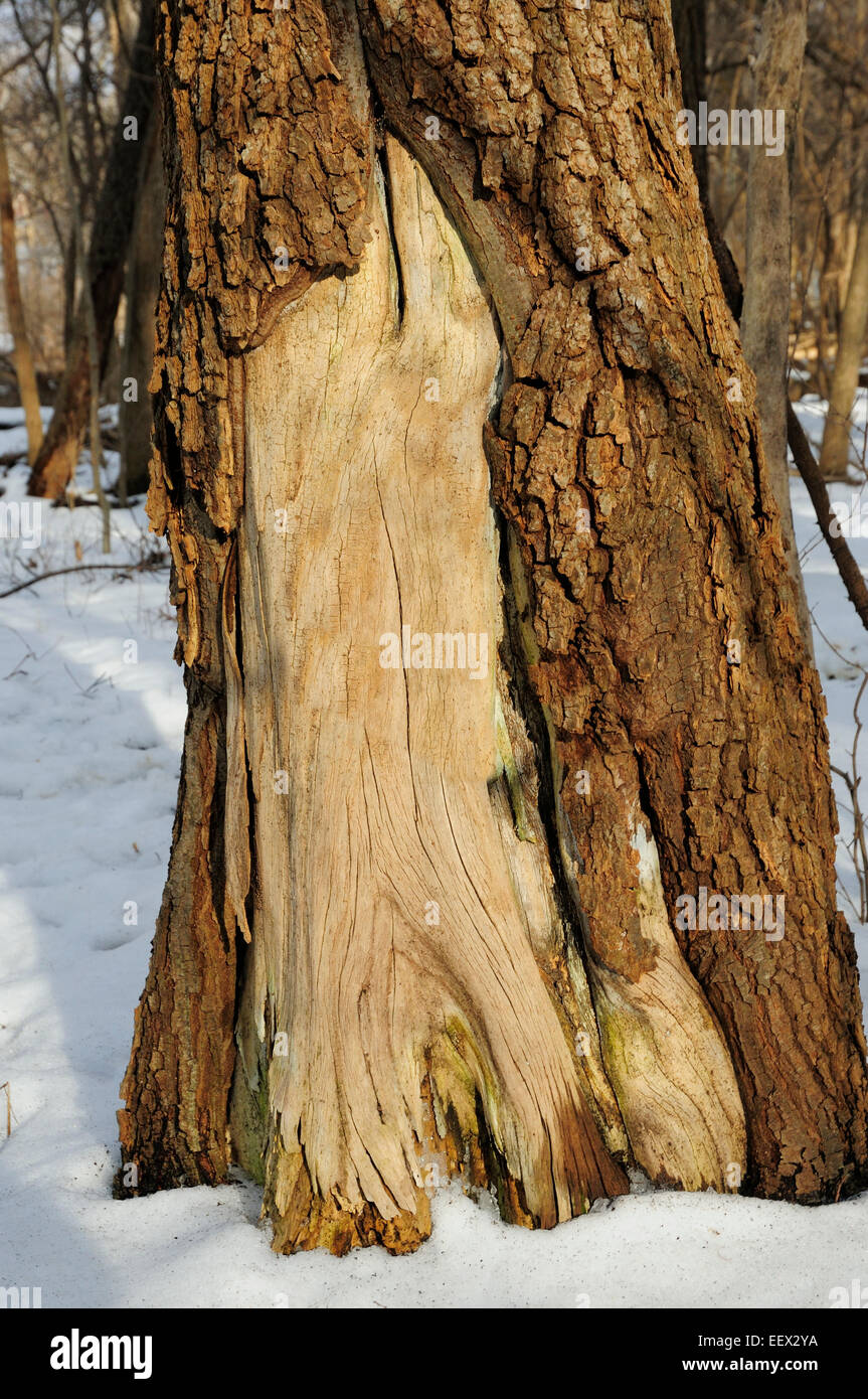 Bark missing hi-res stock photography and images - Alamy