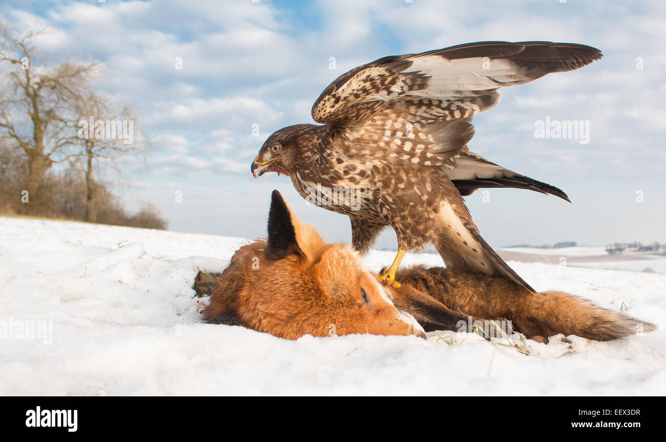 buzzard on red fox in snow Stock Photo - Alamy
