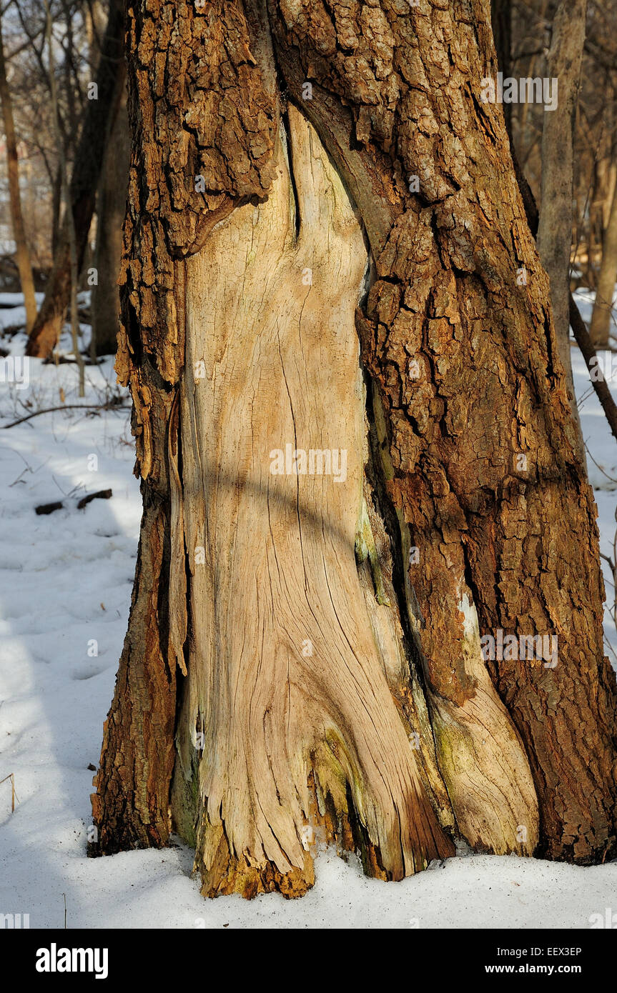 Bark missing hi-res stock photography and images - Alamy