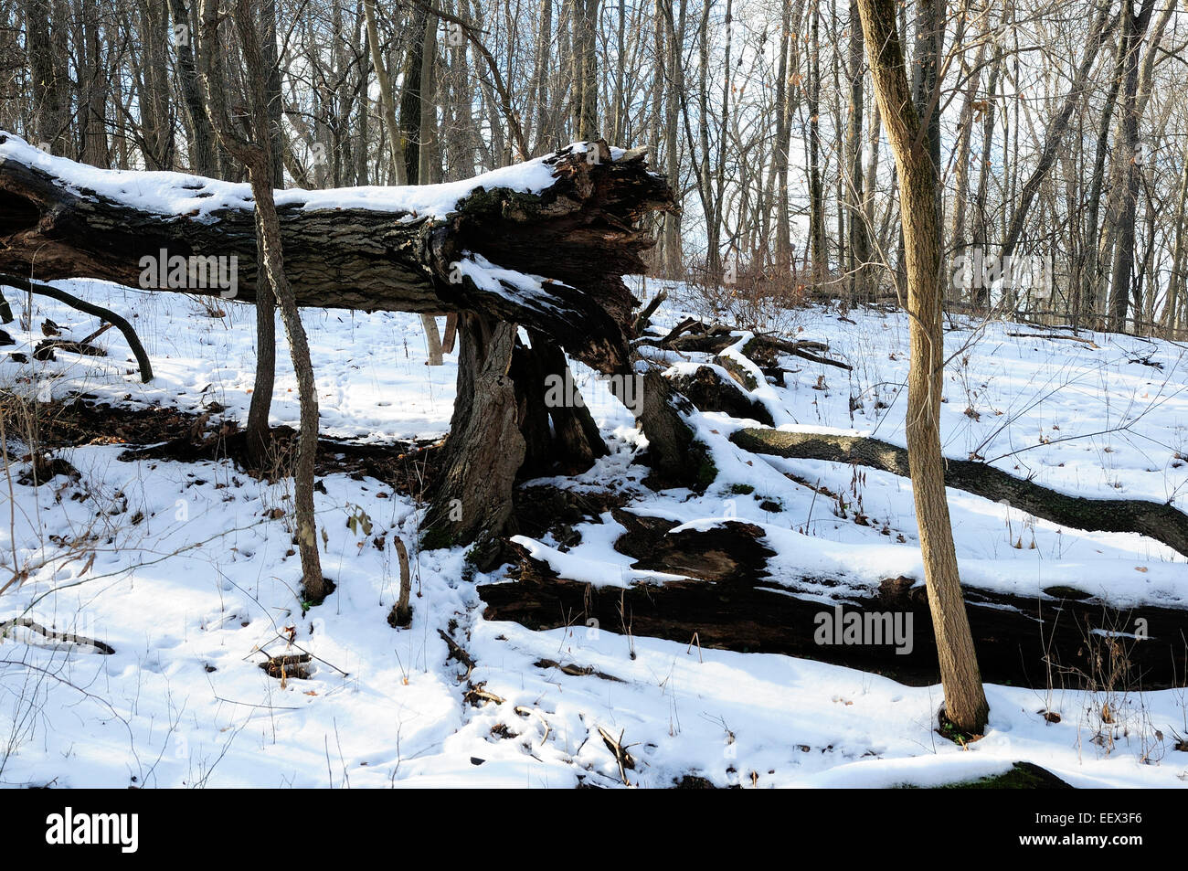 Large downed tree hi-res stock photography and images - Alamy