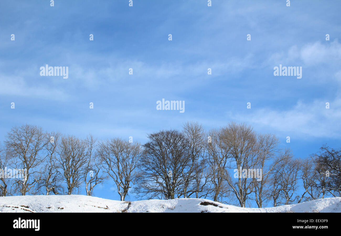 Line of trees on horizon hi-res stock photography and images - Alamy