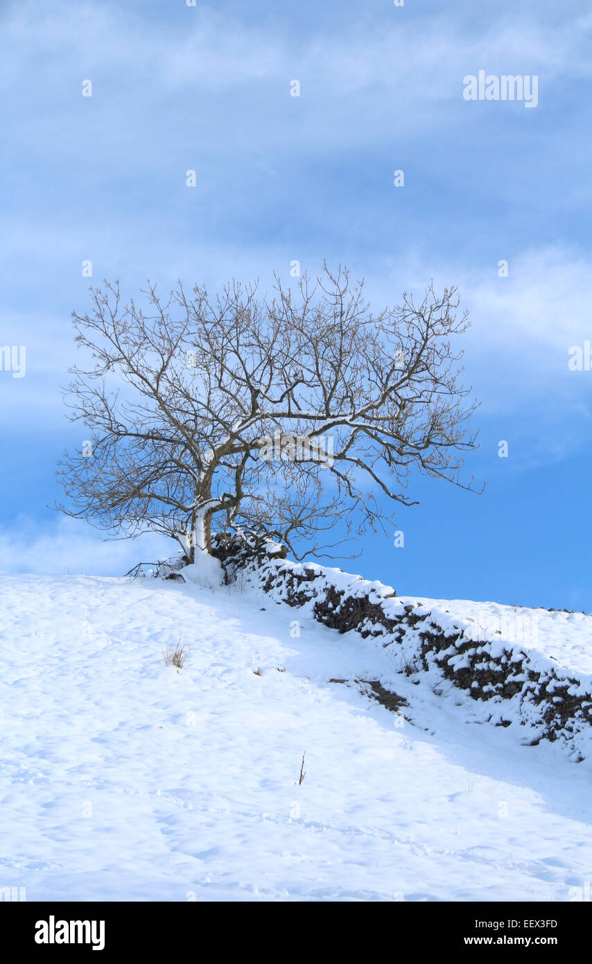 Tree and dry stone wall hi-res stock photography and images - Alamy