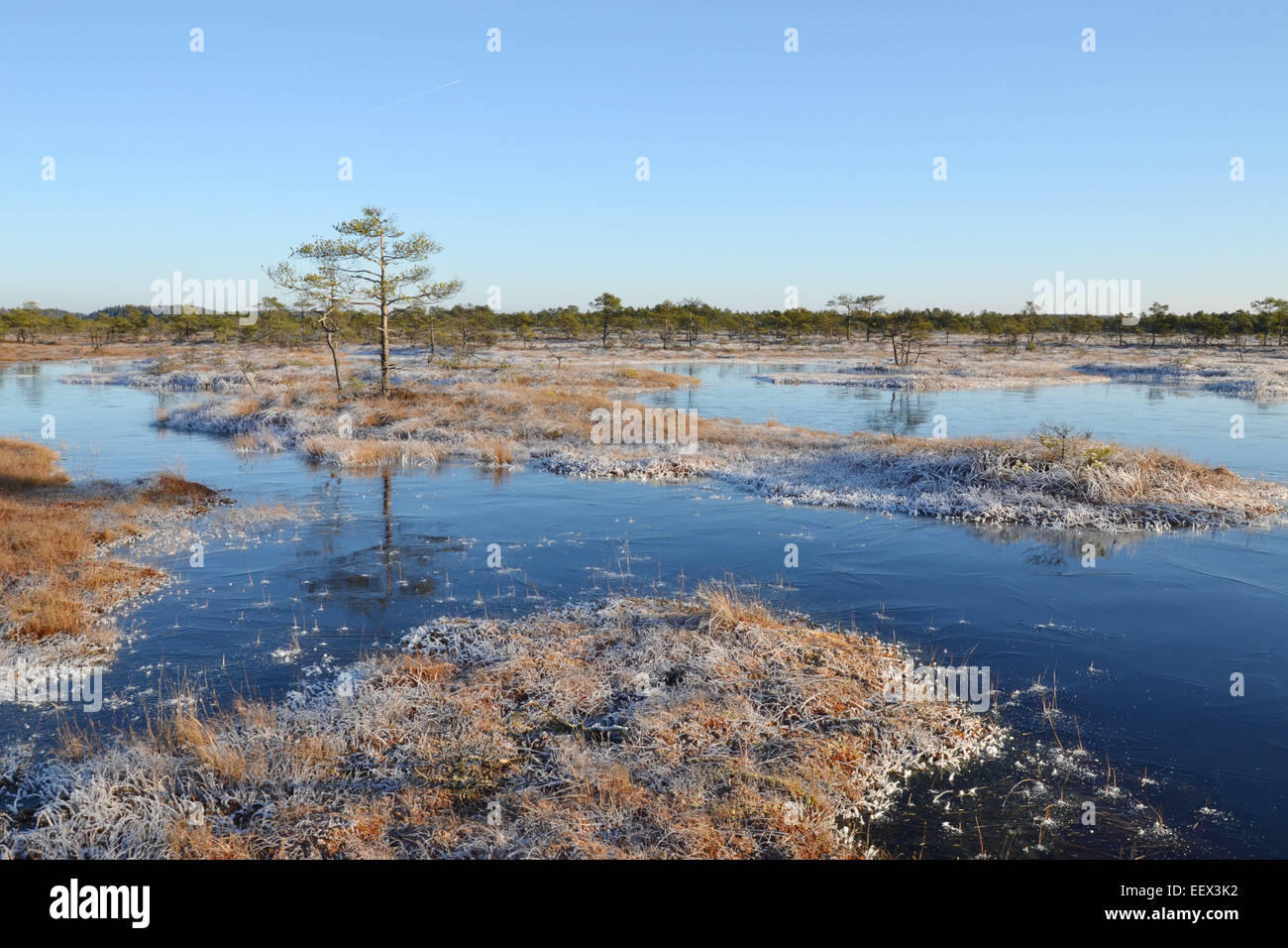 Frosty winter day on a marsh, Estonia Stock Photo - Alamy