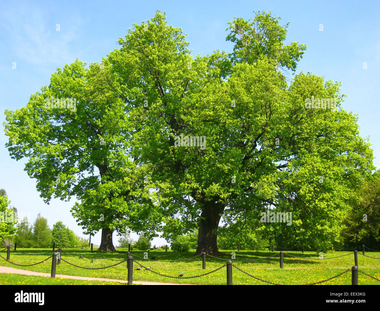 Two historical oak trees of 400 years, national park Kolomenskoye in ...