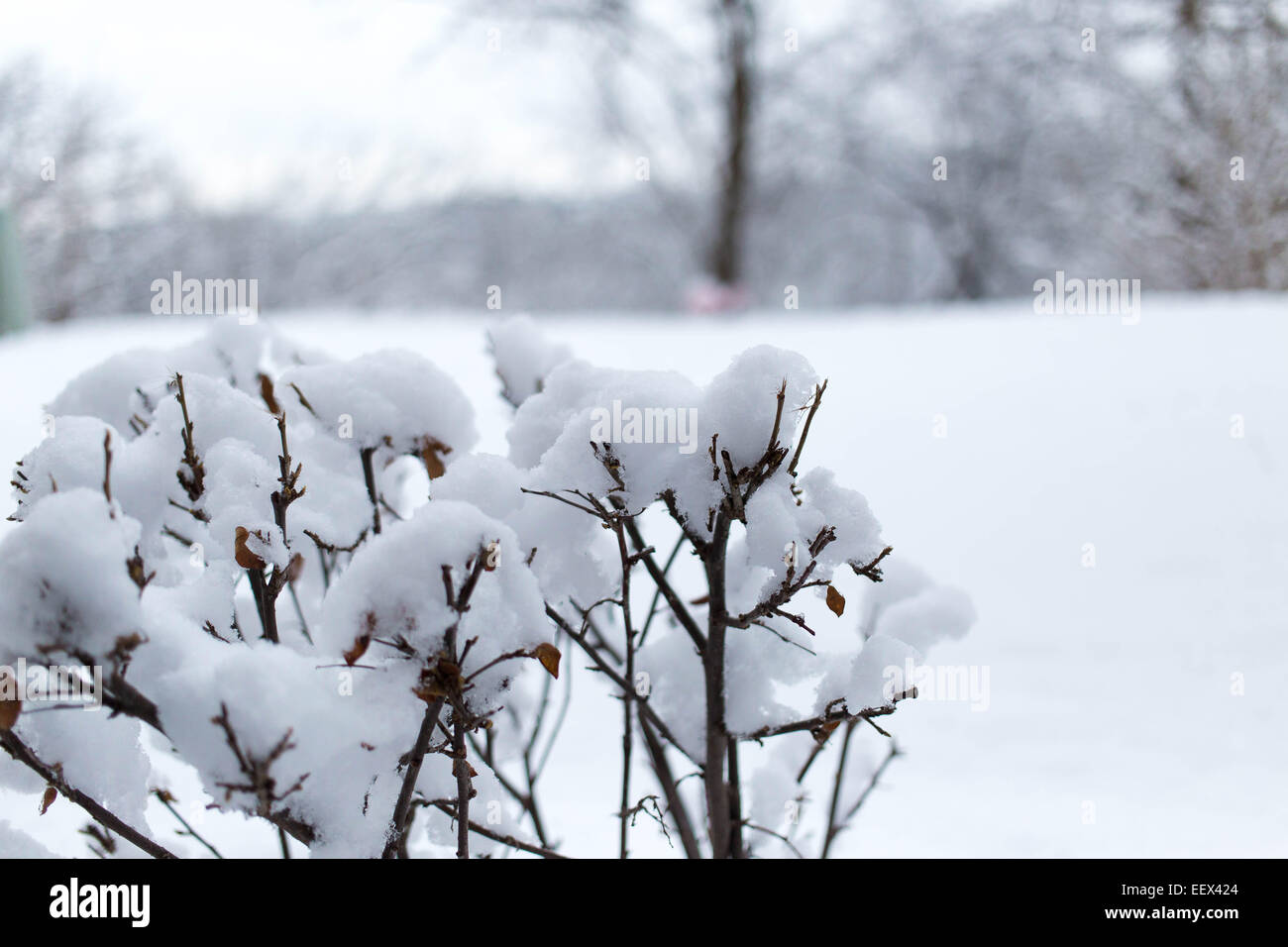 Snow bush hi-res stock photography and images - Alamy