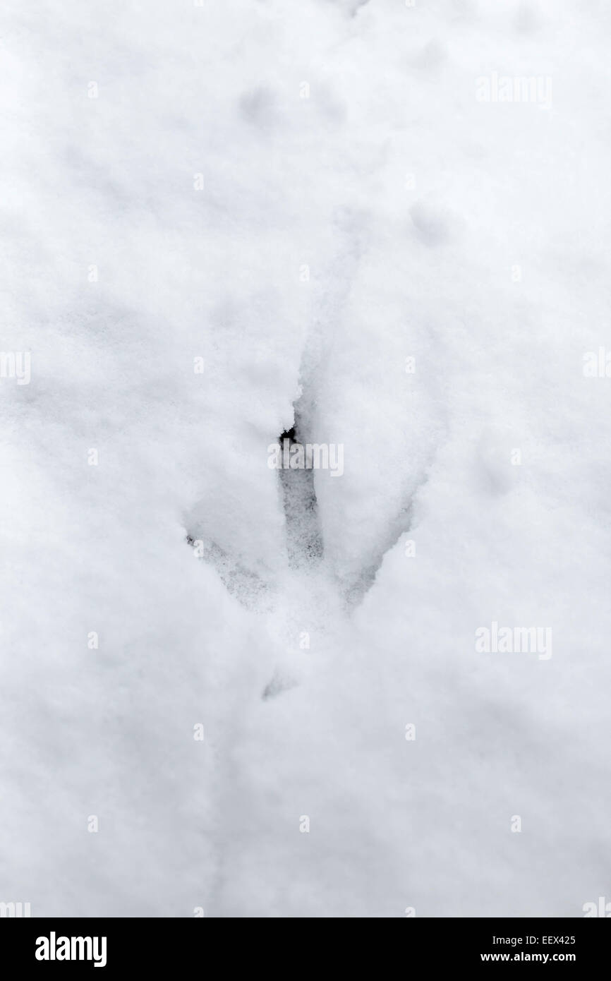 wild turkey footprint in snow Stock Photo - Alamy
