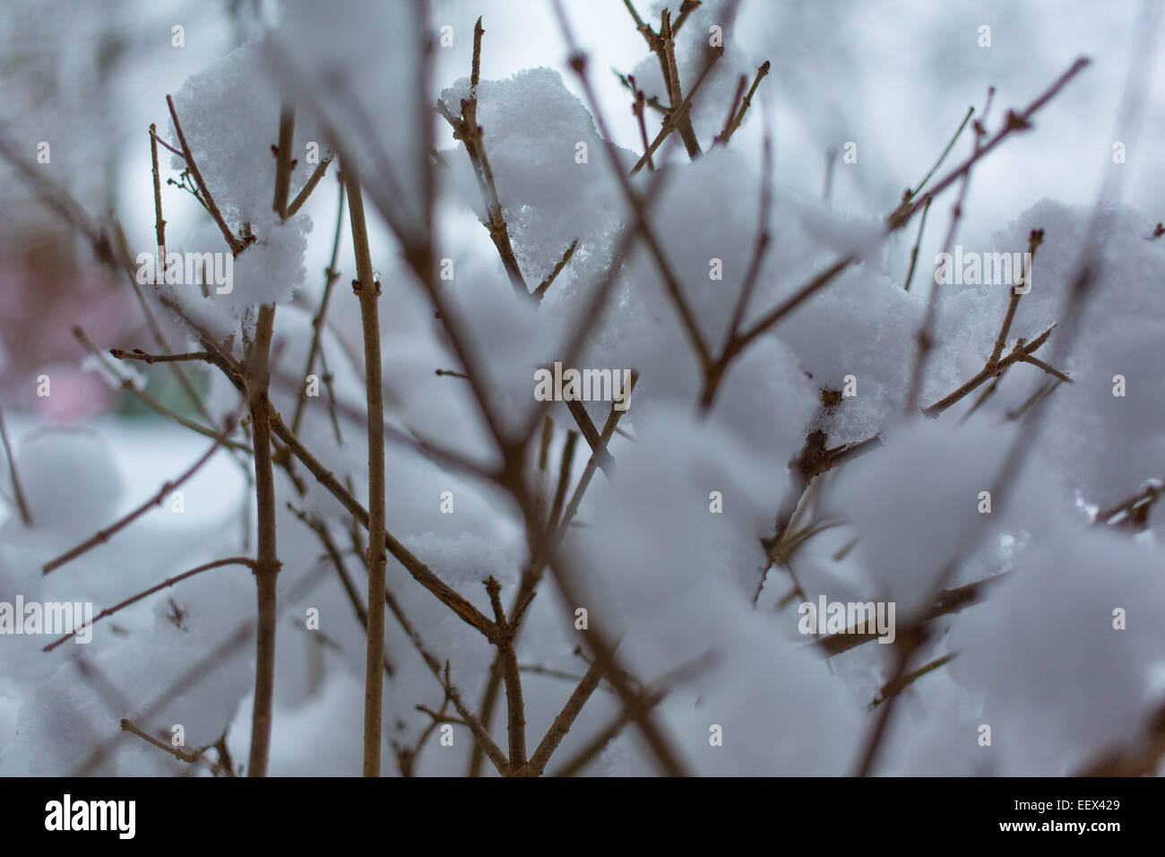fresh snow flakes Stock Photo - Alamy